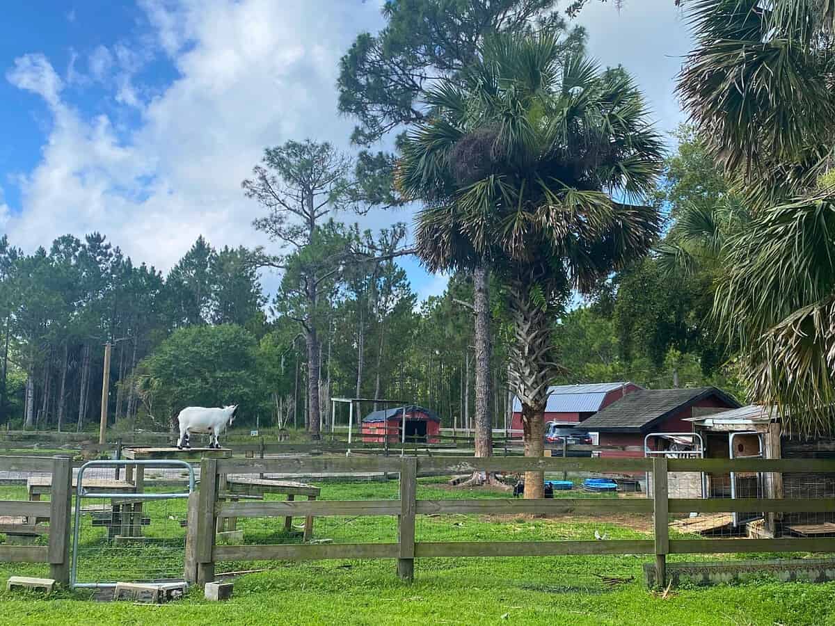 Best Orlando Petting Zoos and Small Farms for Cuddle Time with Kids ...