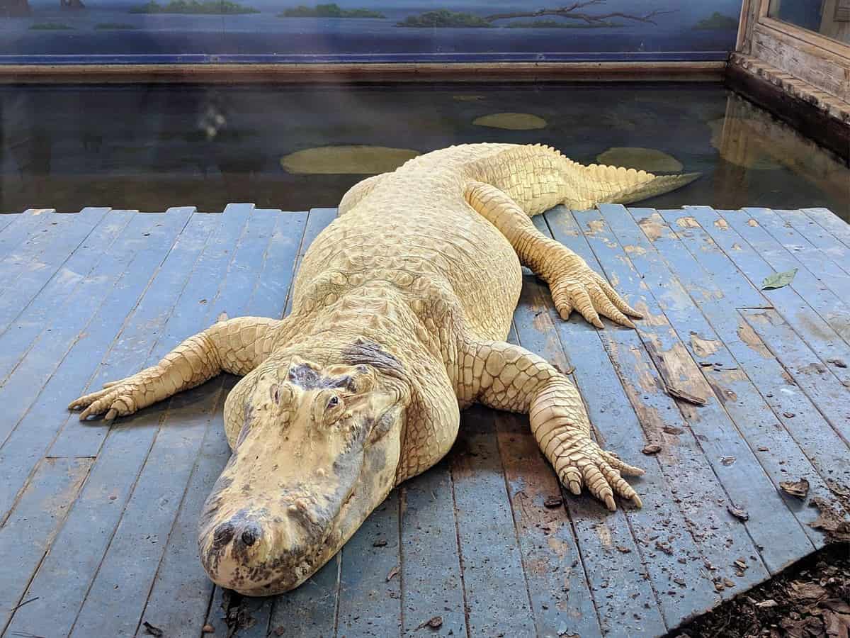 Unleash A Day of Adventure and Family Fun at Gatorland Orlando ...