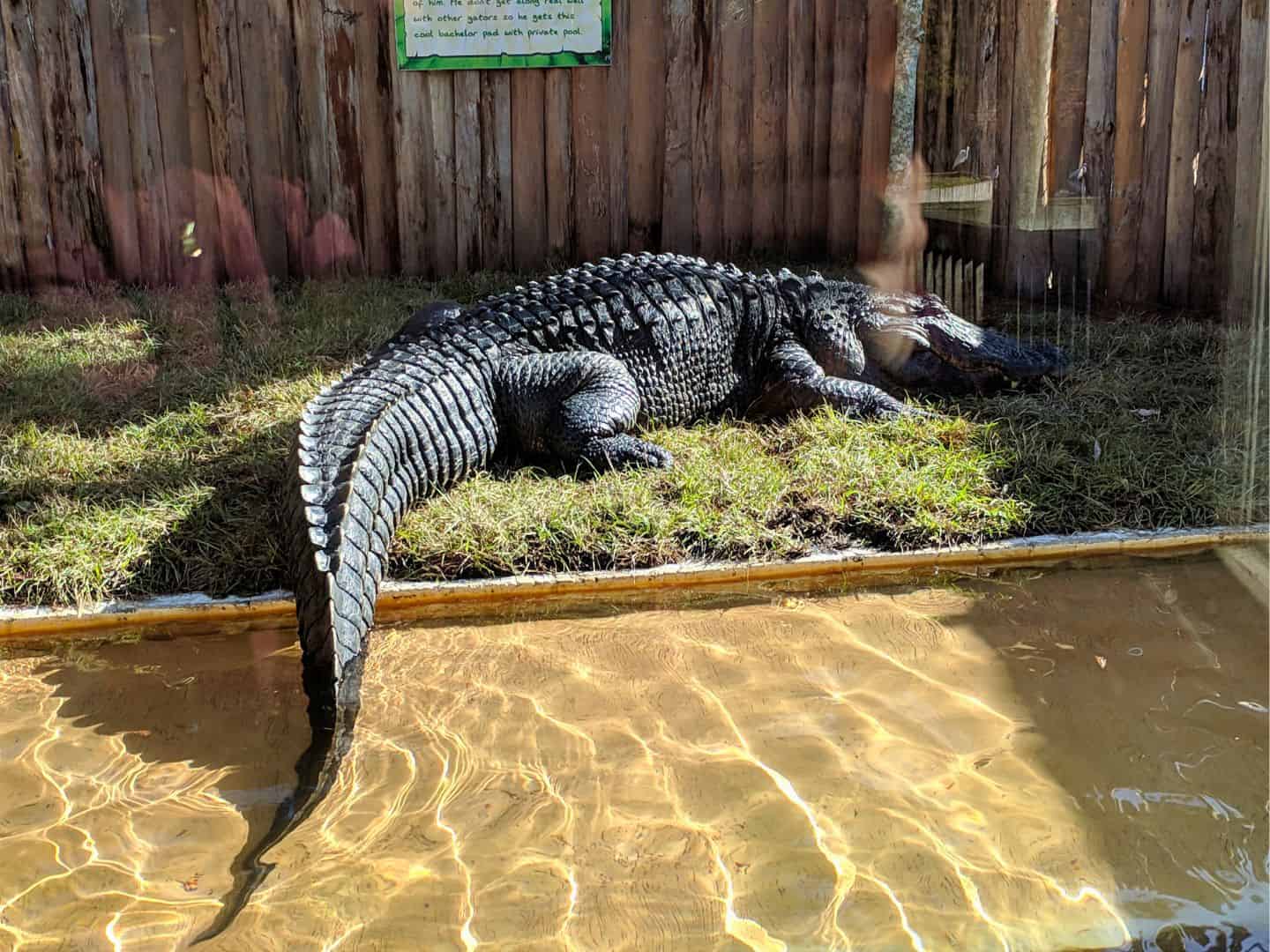 Unleash A Day of Adventure and Family Fun at Gatorland Orlando ...
