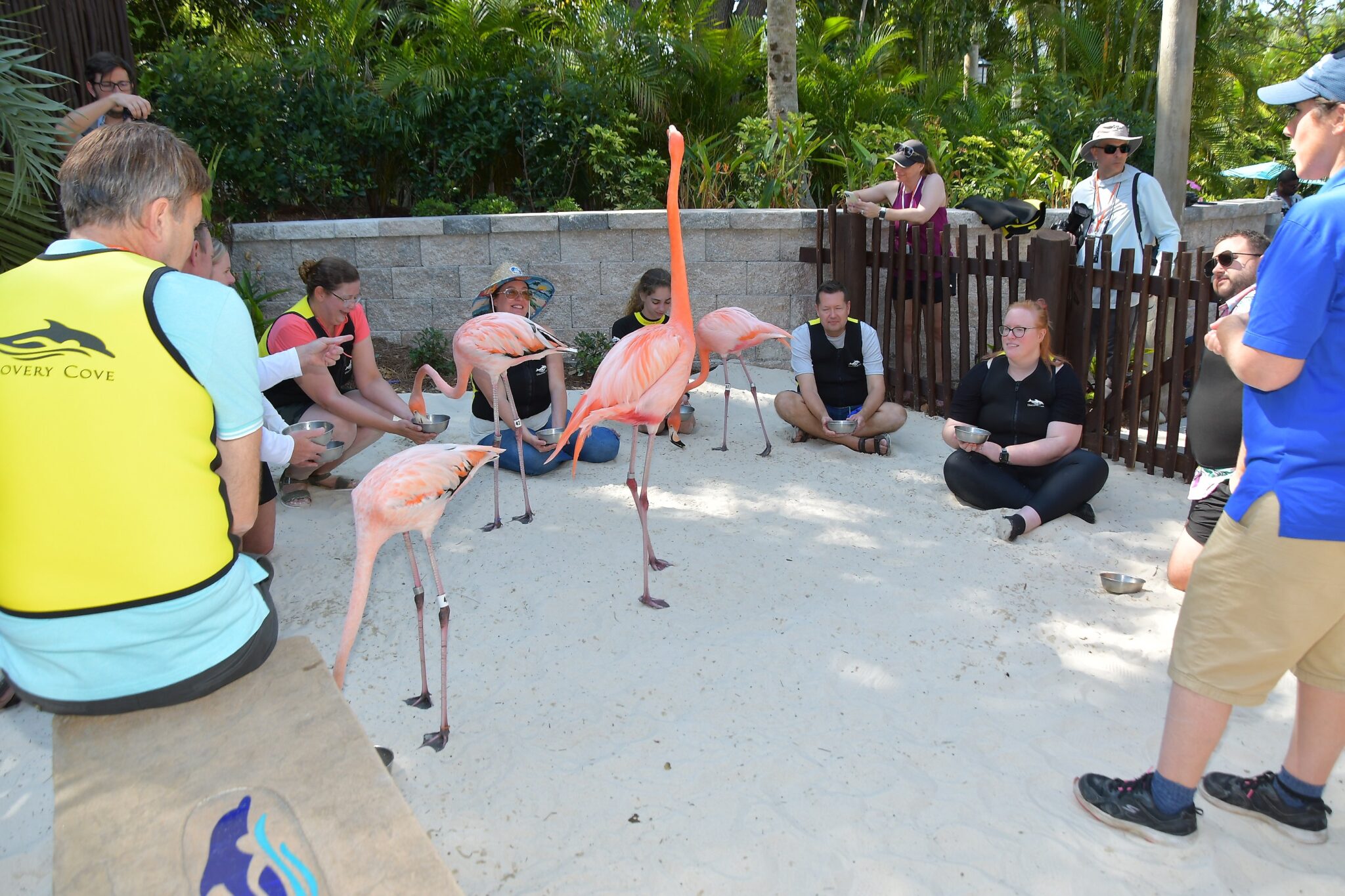 12 Incredible Ways to Interact with Animals at Discovery Cove - Orlando Parenting Magazine