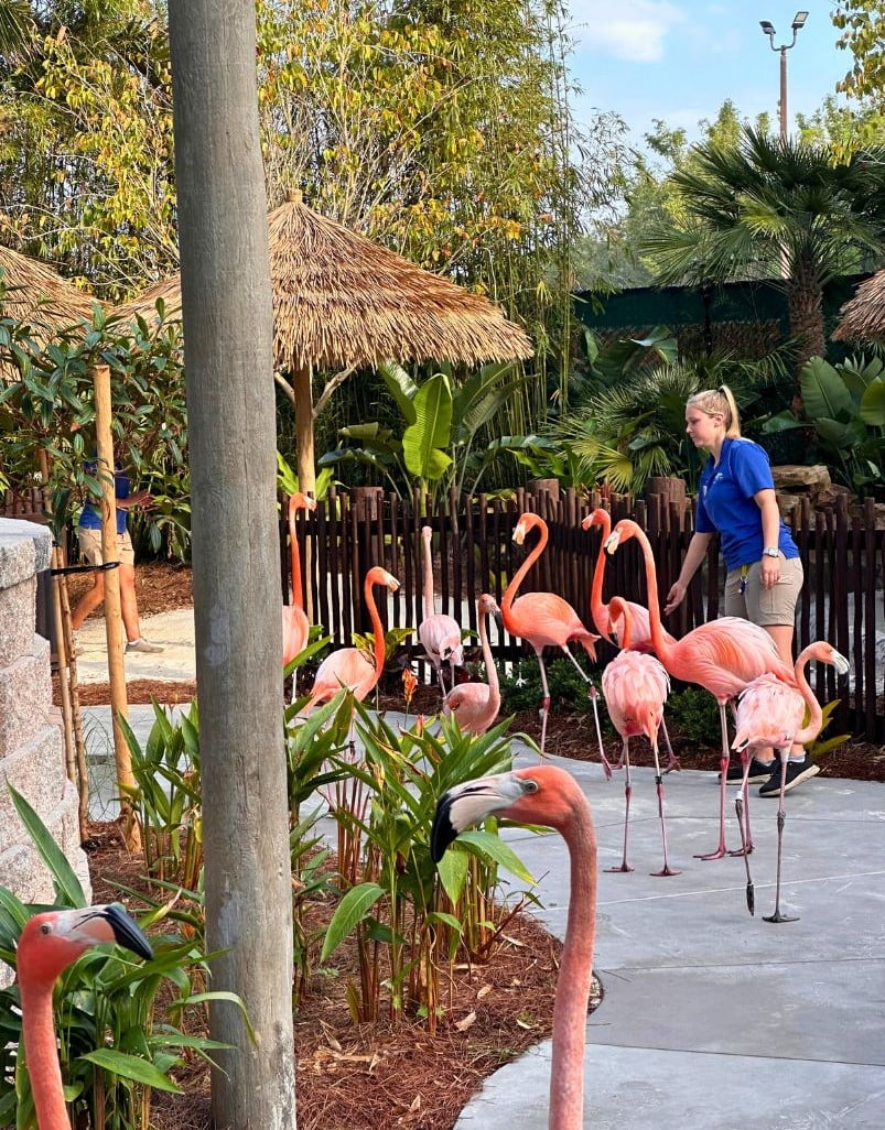 12 Incredible Ways to Interact with Animals at Discovery Cove - Orlando ...