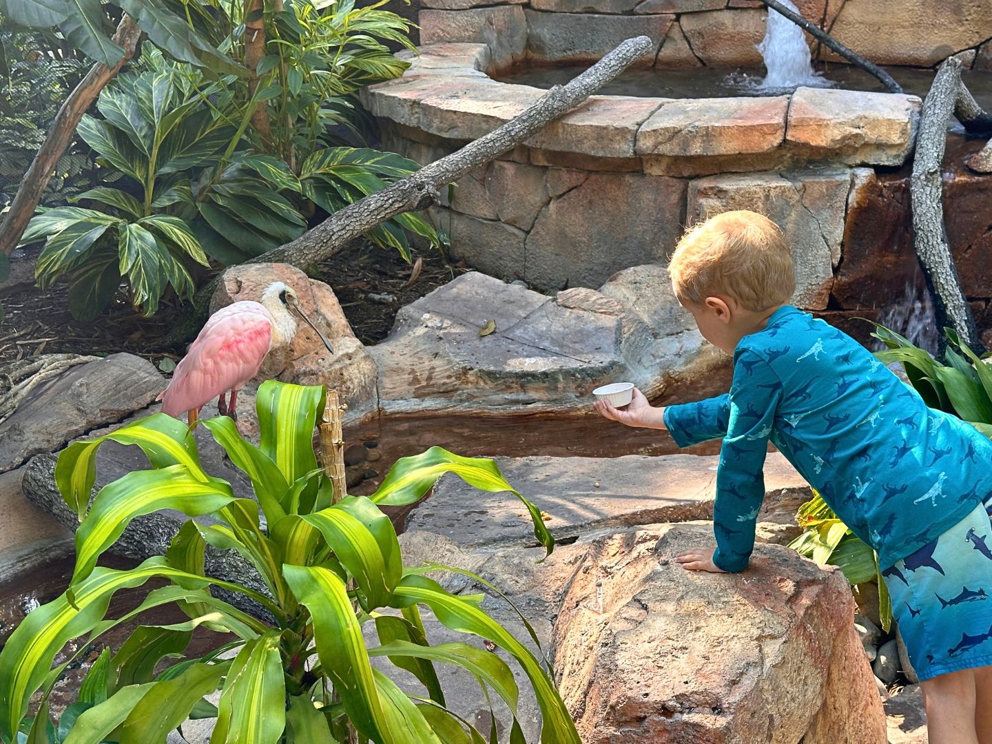 12 Incredible Ways to Interact with Animals at Discovery Cove - Orlando ...
