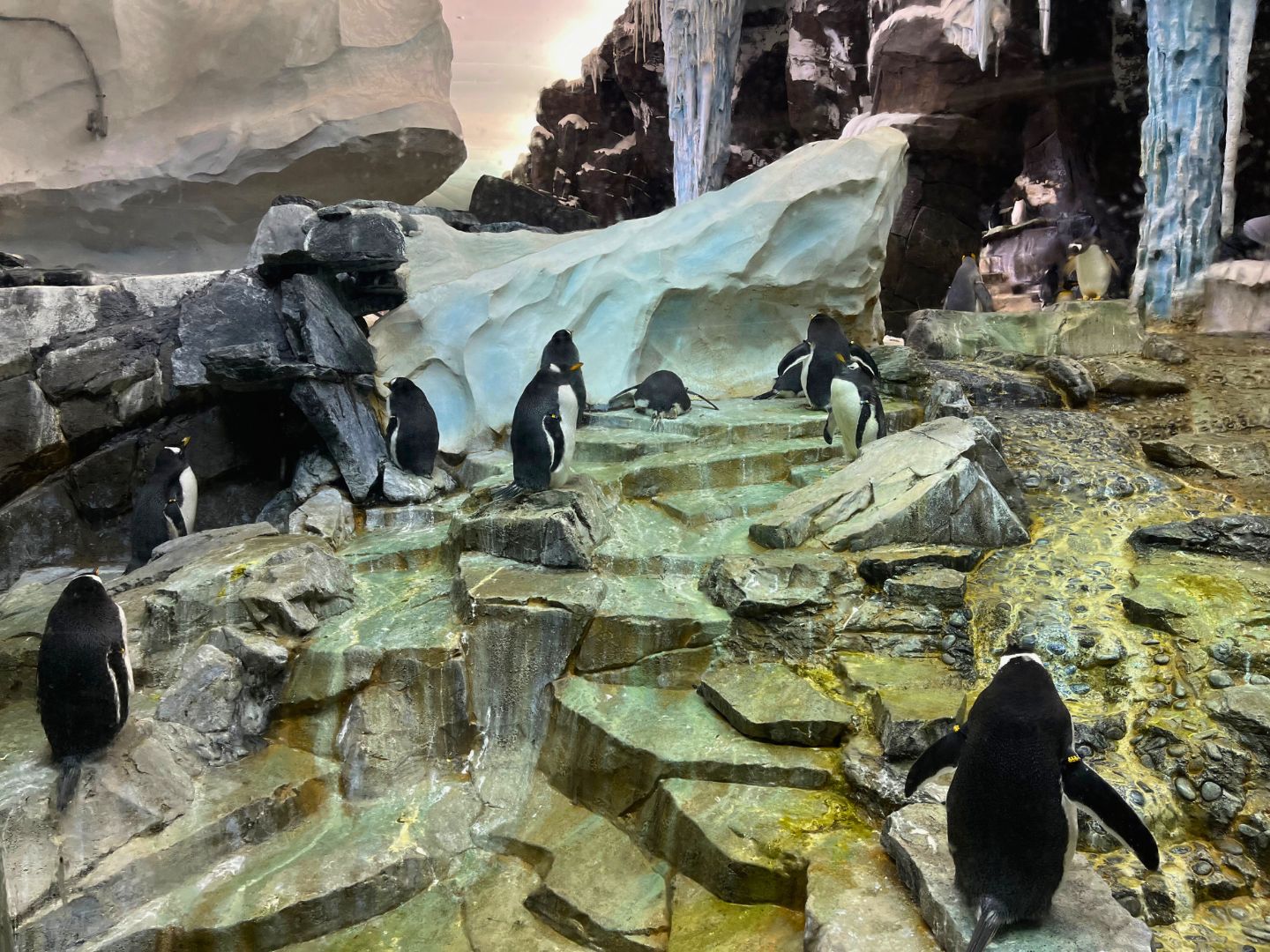 A Parent's Guide to SeaWorld Orlando Penguin Trek Coaster - Orlando ...