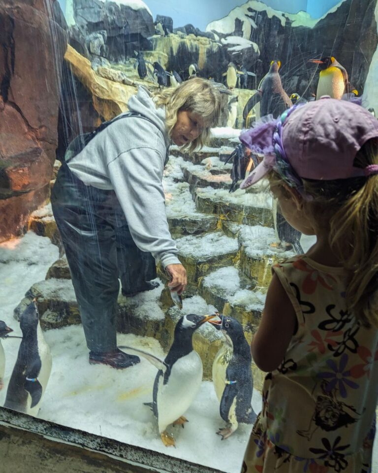 SeaWorld Orlando Expands Park Accessibility with Launch of American ...