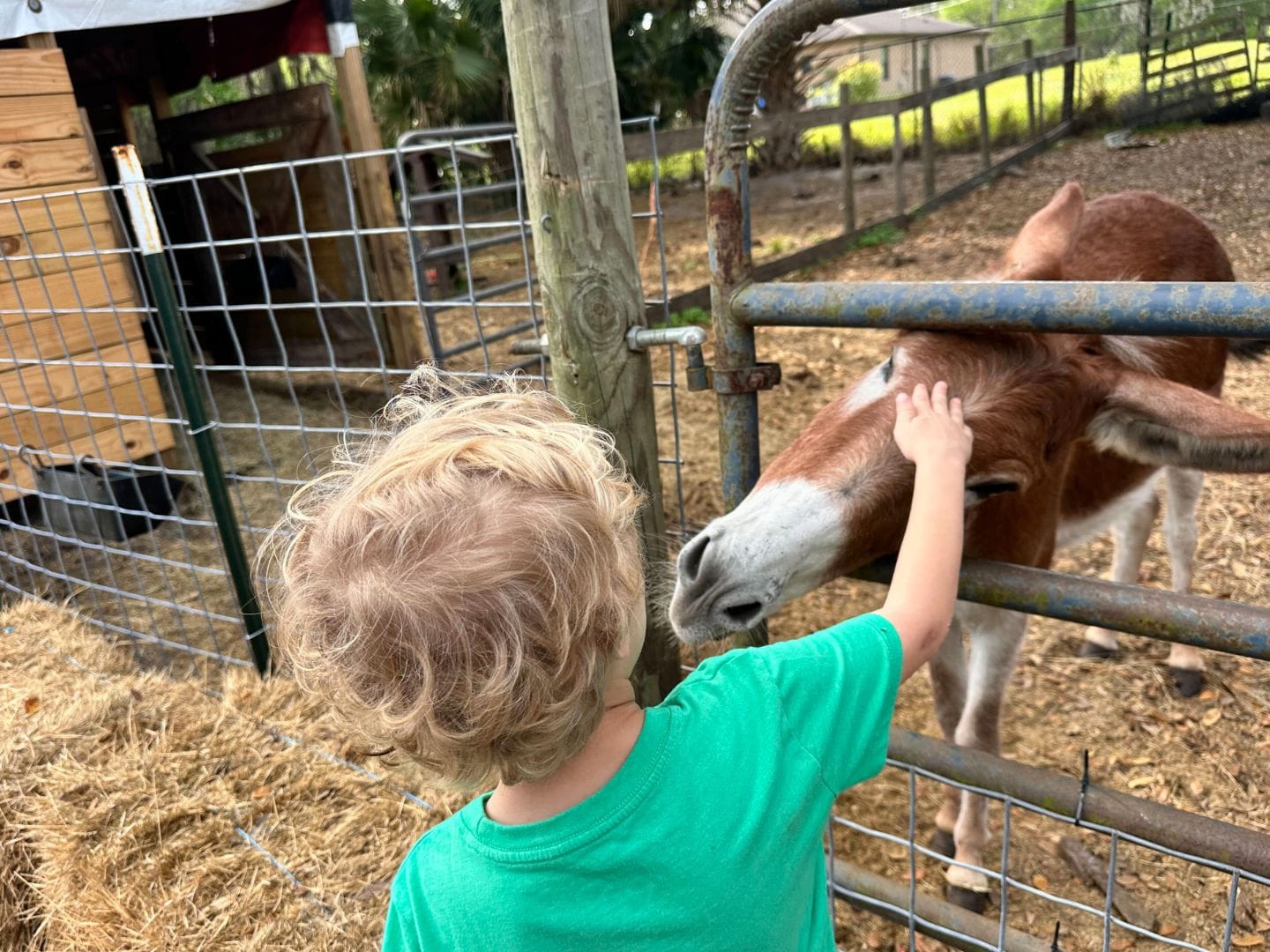 Best Orlando Petting Zoos and Small Farms for Cuddle Time with Kids ...